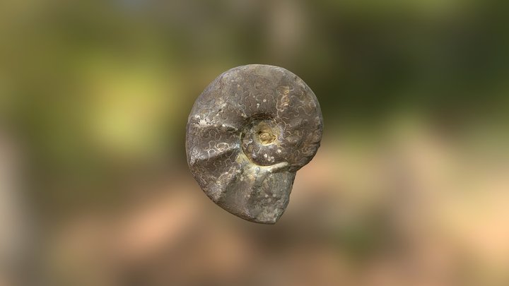 Ceratite 3D models - Sketchfab