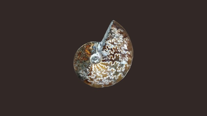 Ammonite 3D models - Sketchfab