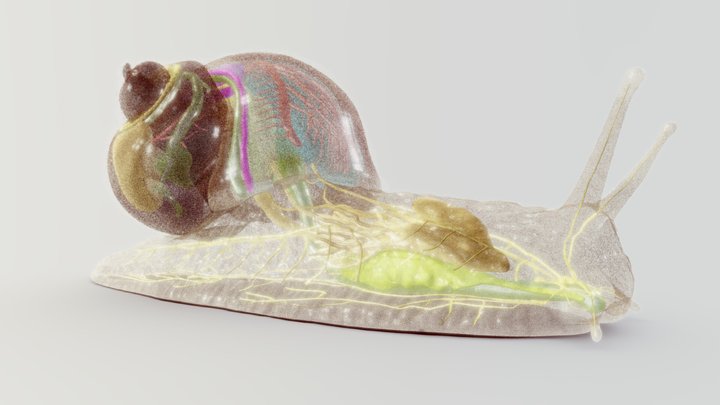 Snail 3d Models Sketchfab