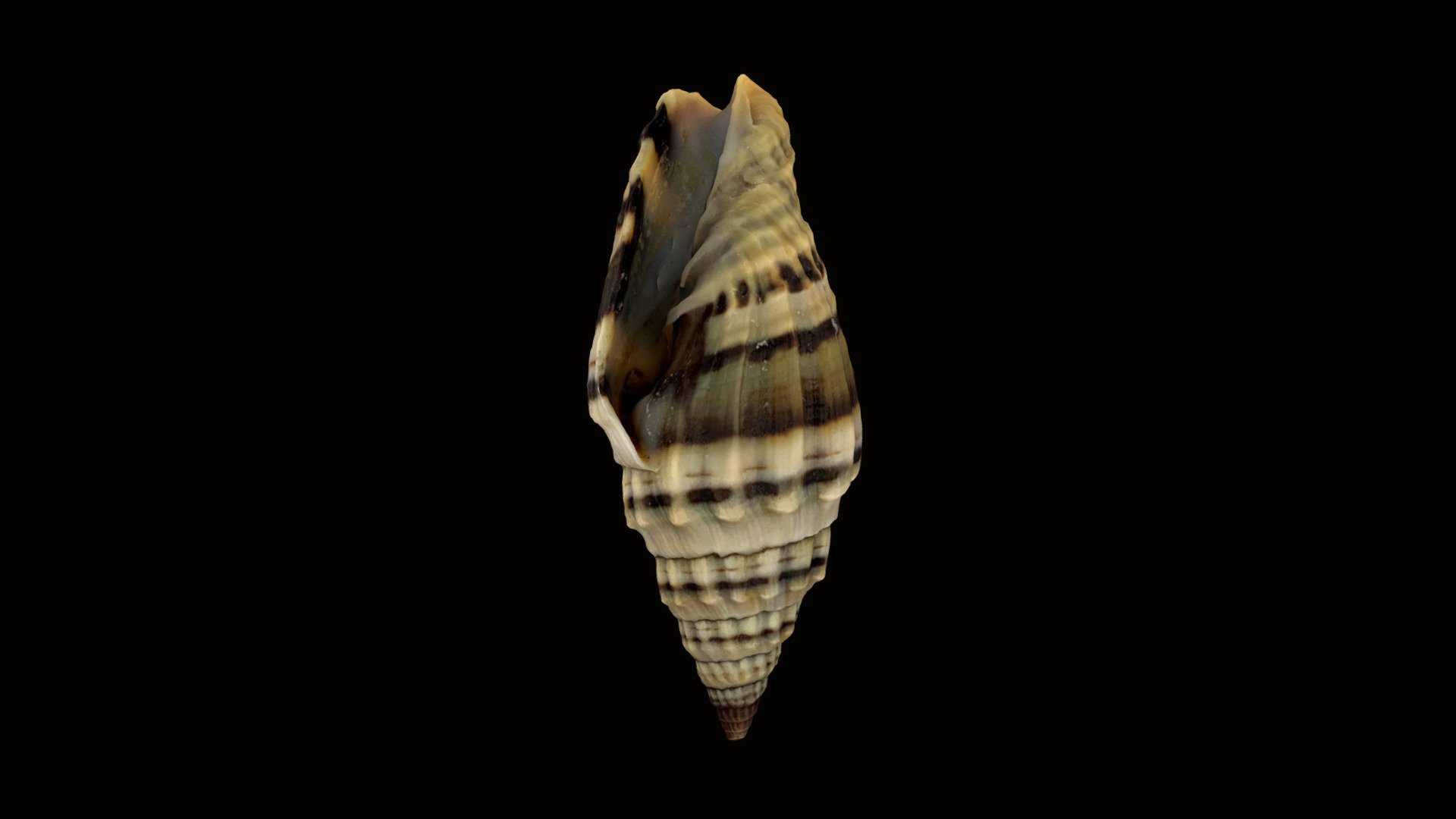 Vexillum plicarium - 3D model by SOSA - Senckenberg Ocean Species ...