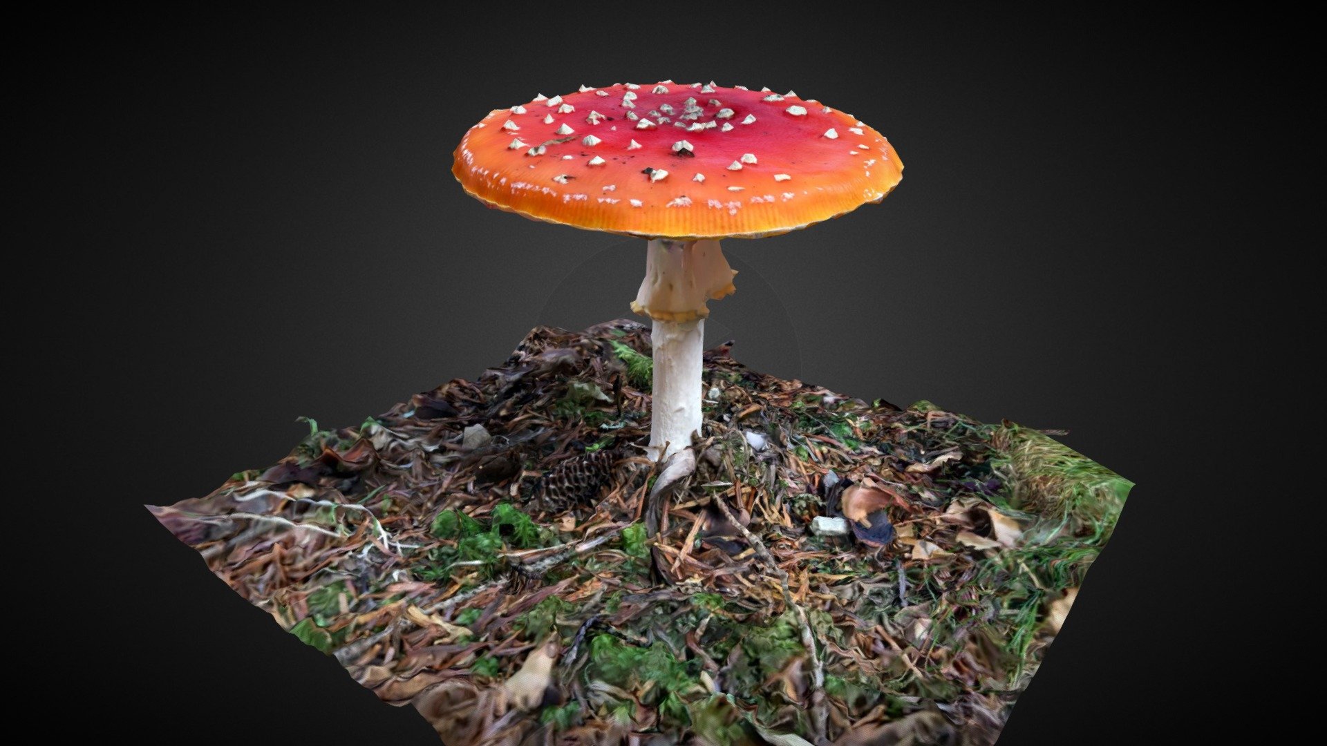 Amanite tue-mouches - Buy Royalty Free 3D model by Gaël (@gael.billon ...