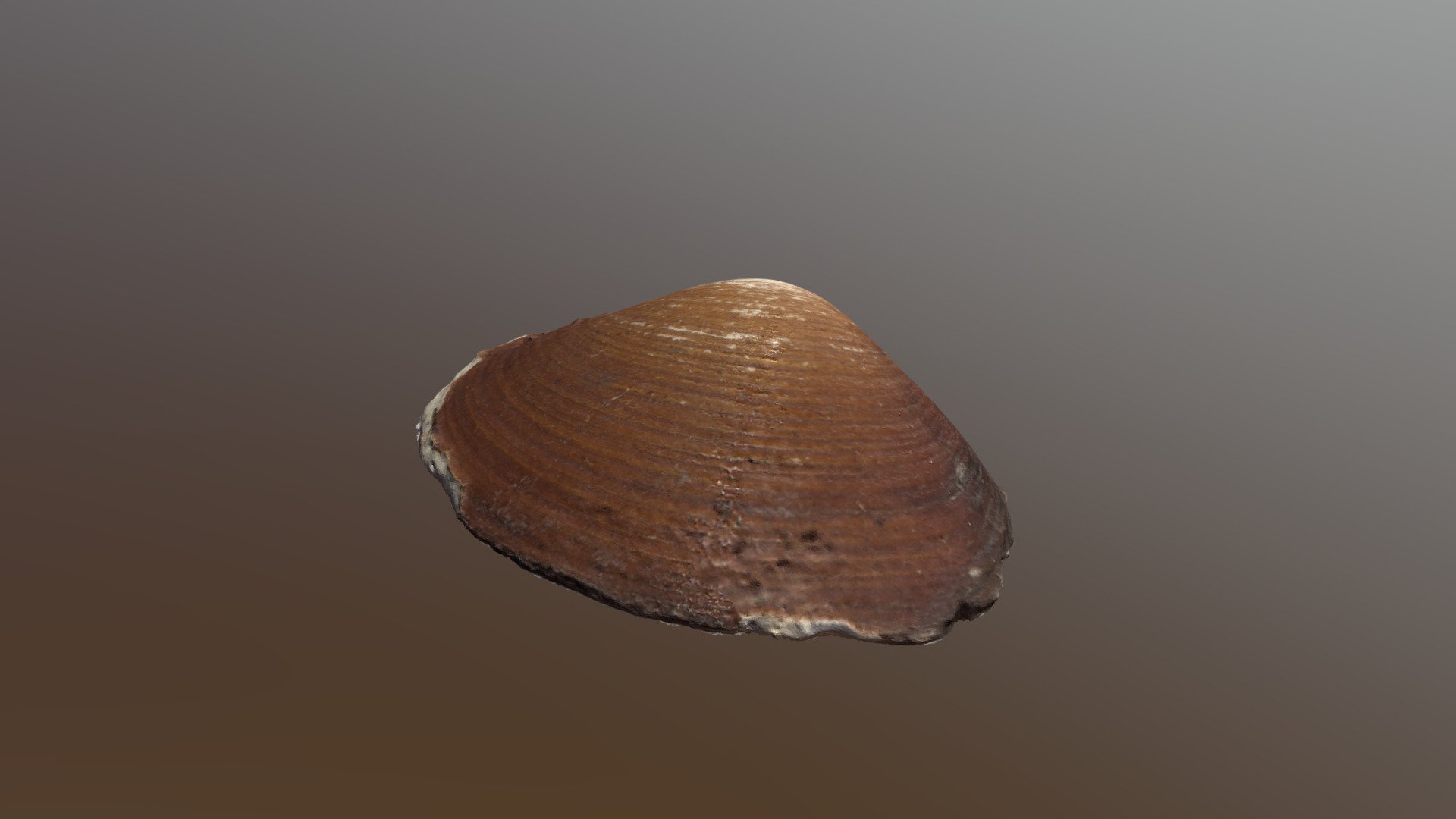 Seashell test - 3D model by Mythrandir1 [db11d89] - Sketchfab
