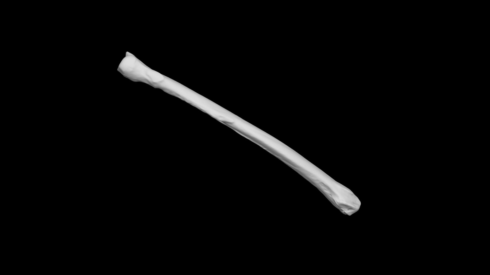Dog radius, right - 3D model by Dr. Bobick's Virtual Anatomy Lab ...
