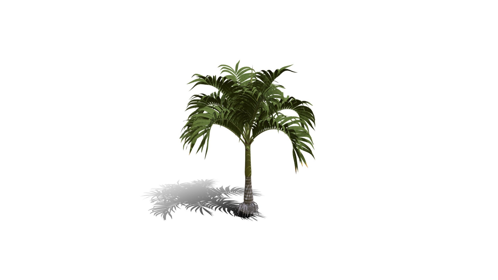 Realistic HD Christmas palm (6/35) - Download Free 3D model by ...