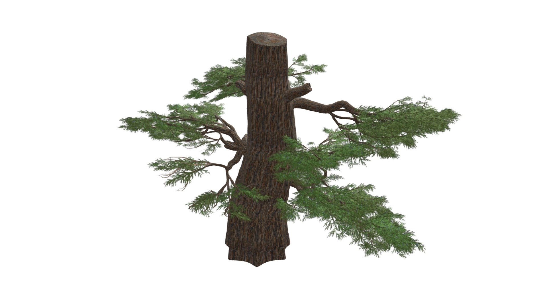 Western Juniper Tree #10 - Buy Royalty Free 3D model by meshshape ...