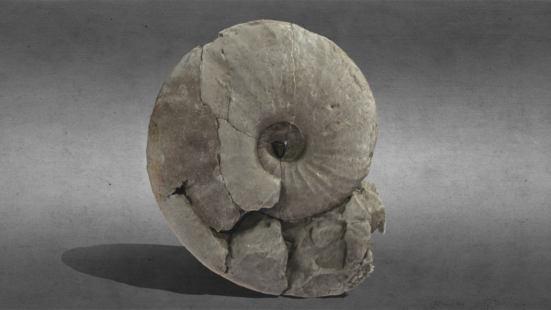 Ammonite Pachydiscus - 3D model by Luis Enrique Gómez Pérez (@Luisgop ...