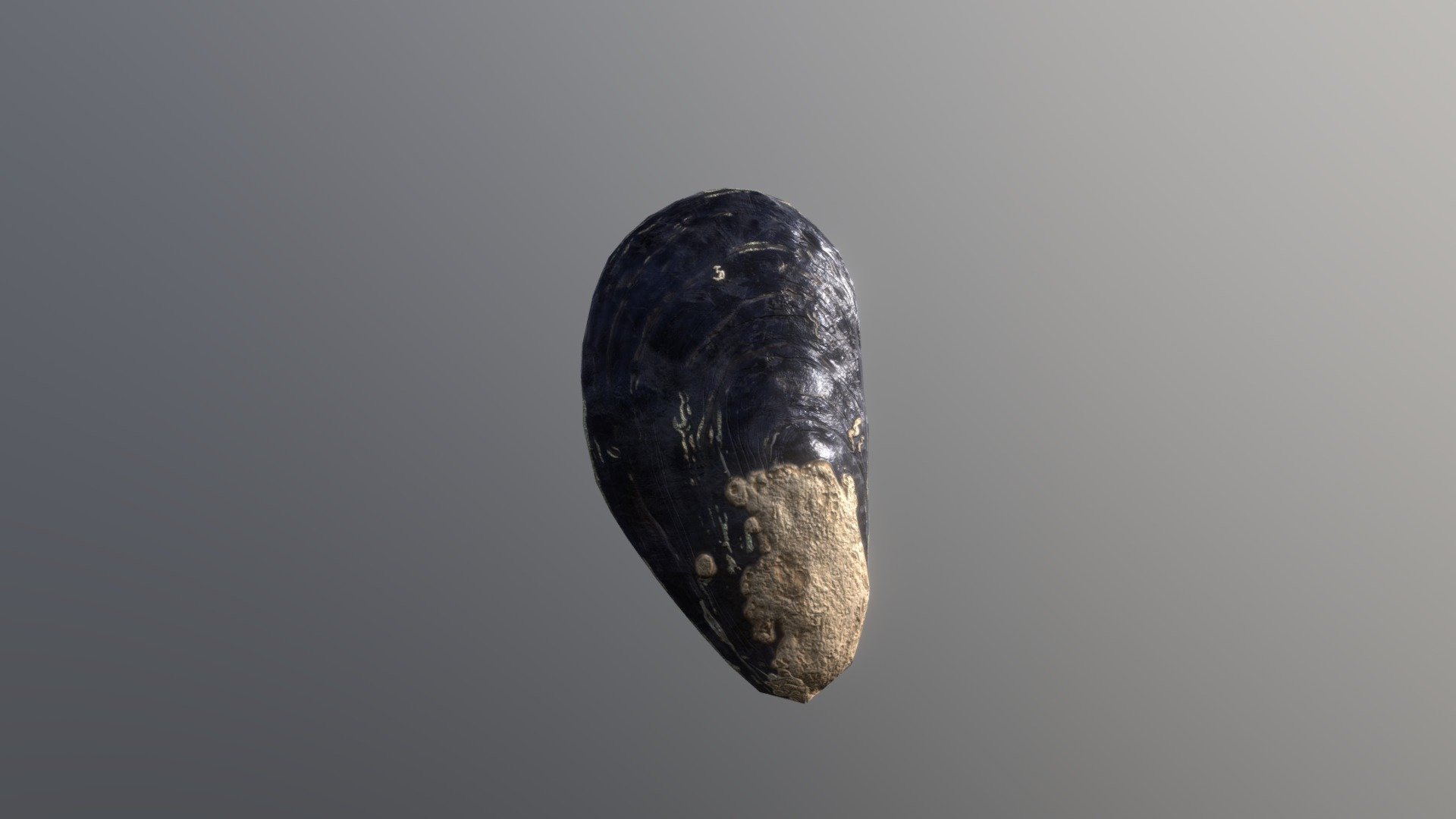 Mussel Shell - 3D model by blackdart [db218ac] - Sketchfab