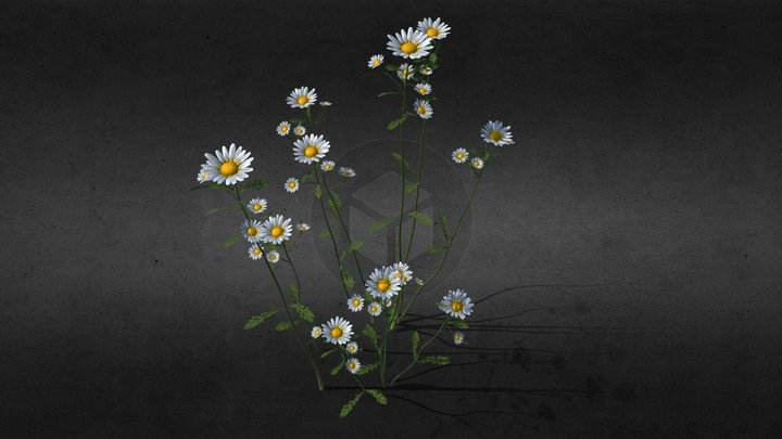 Chamomile 3D models - Sketchfab
