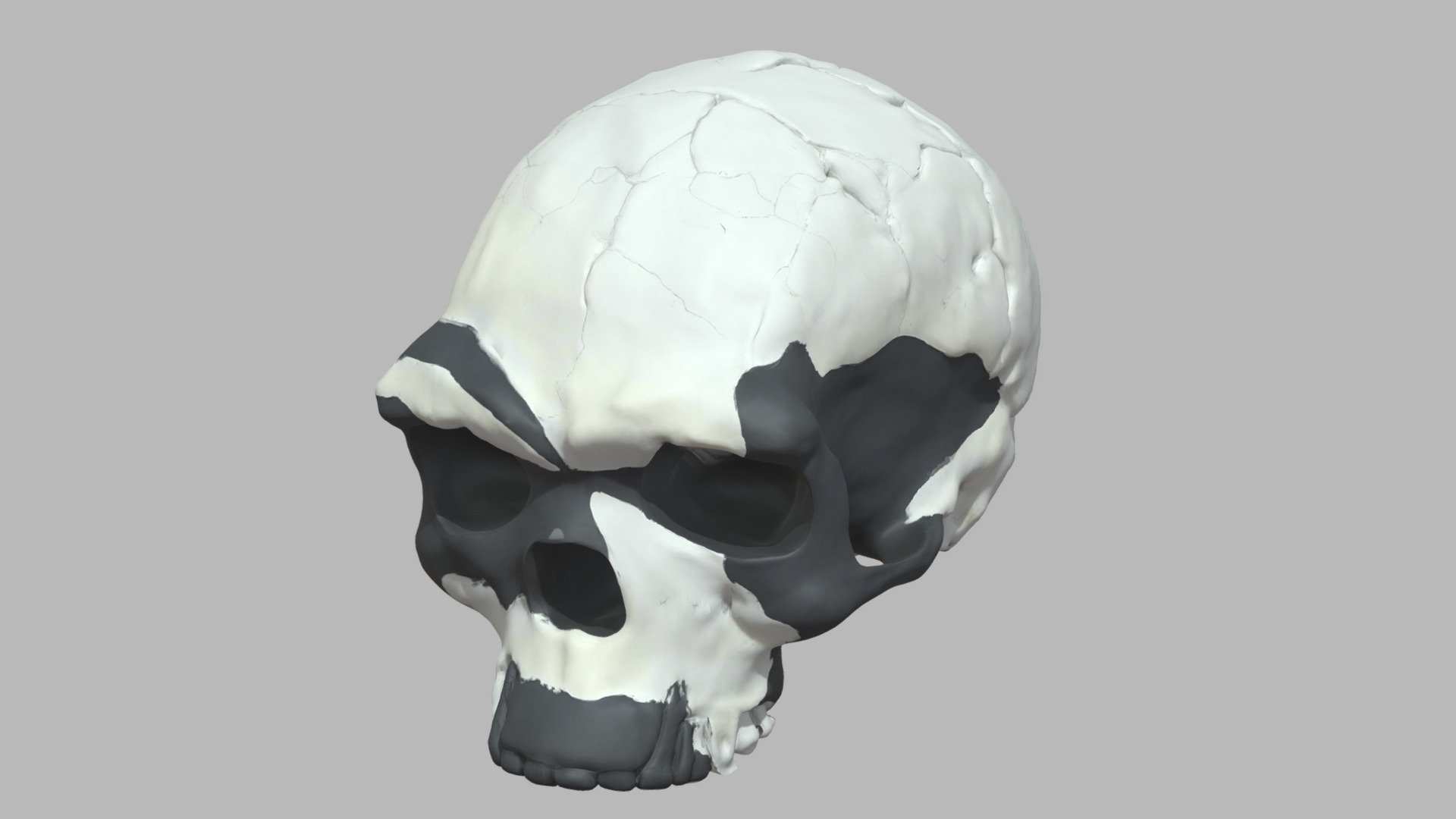 Ngaloba skull - 3D model by nicamarvin2005 [db2919f] - Sketchfab