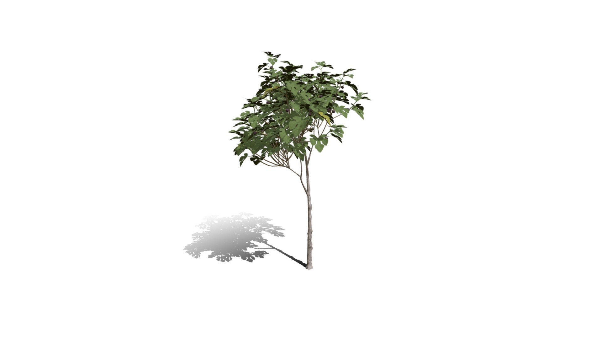 Realistic HD Common fig tree (6/30) - Download Free 3D model by ...