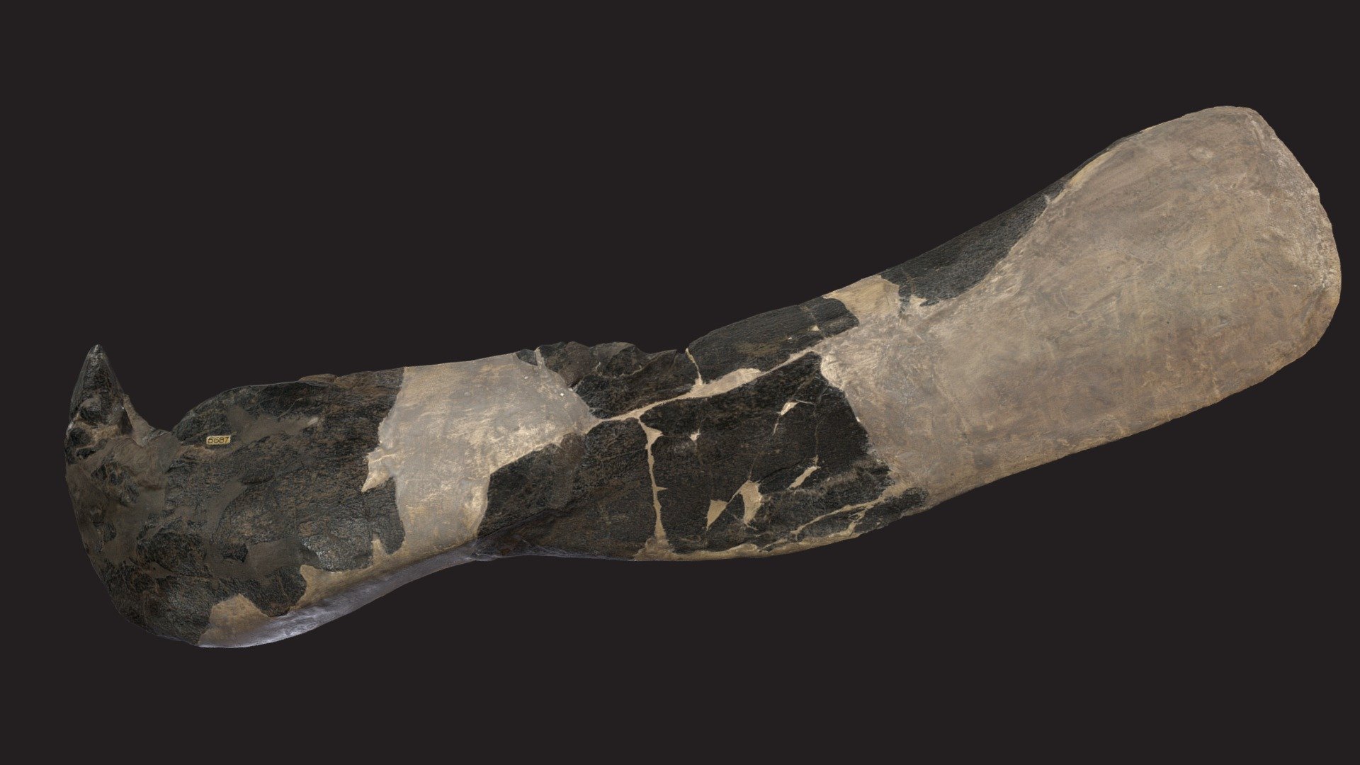 CMNH 5687, Dinichthys herzeri lower jaw - 3D model by Cleveland Museum ...
