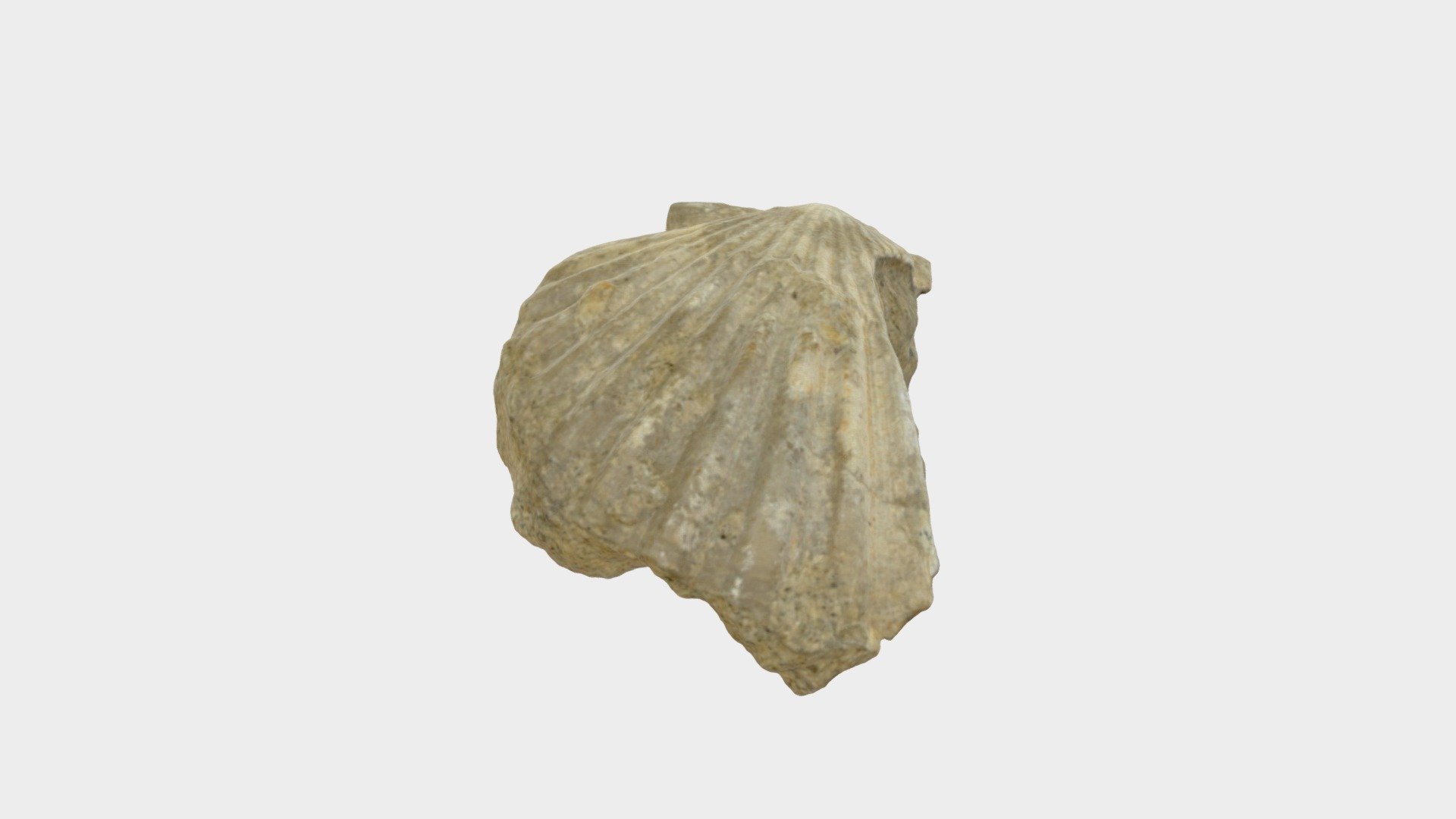 OCPC 53866 Pecten - Download Free 3D model by Cooper_Lab [db2dcd8 ...
