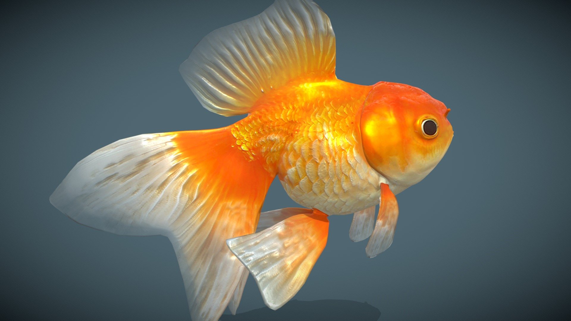 Goldfish_Variety 1 - Buy Royalty Free 3D model by Picasty [db2f2e3] - Sketchfab Store