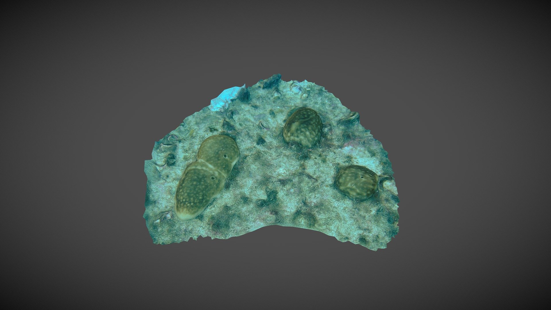 Example of C. reniformis mariculture - 3D model by ZooLabDiSVA (@zoomar ...