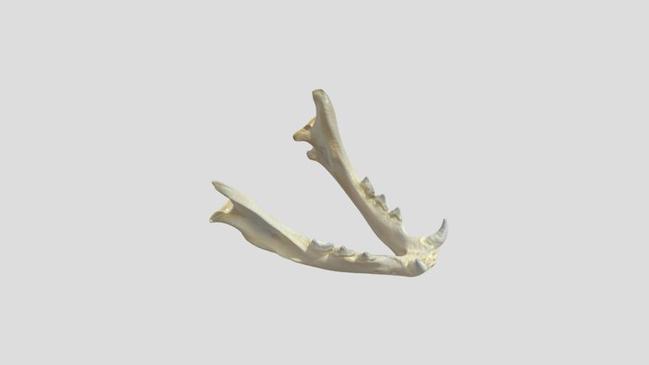 VetKaset - Sketchfab