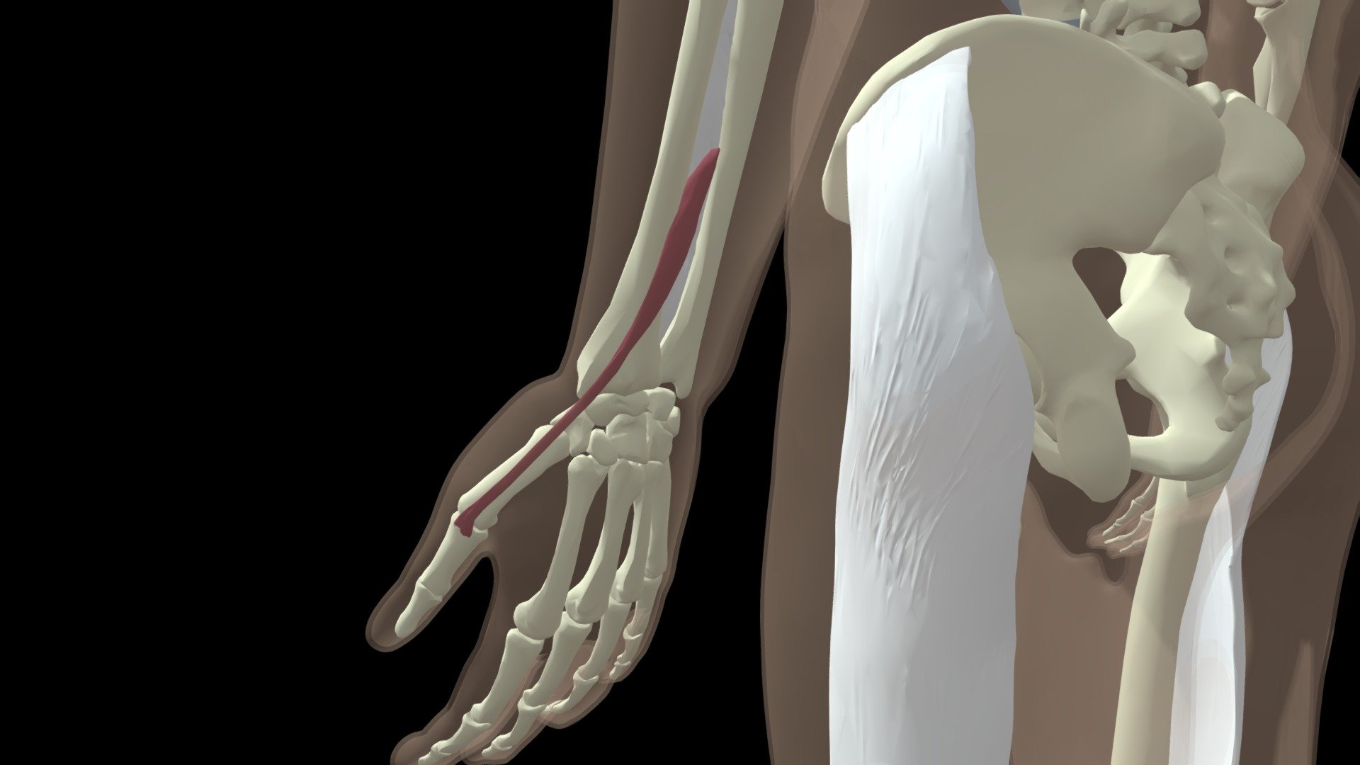 Extensor Pollicis Brevis - Download Free 3D model by Anatomary [db52588 ...