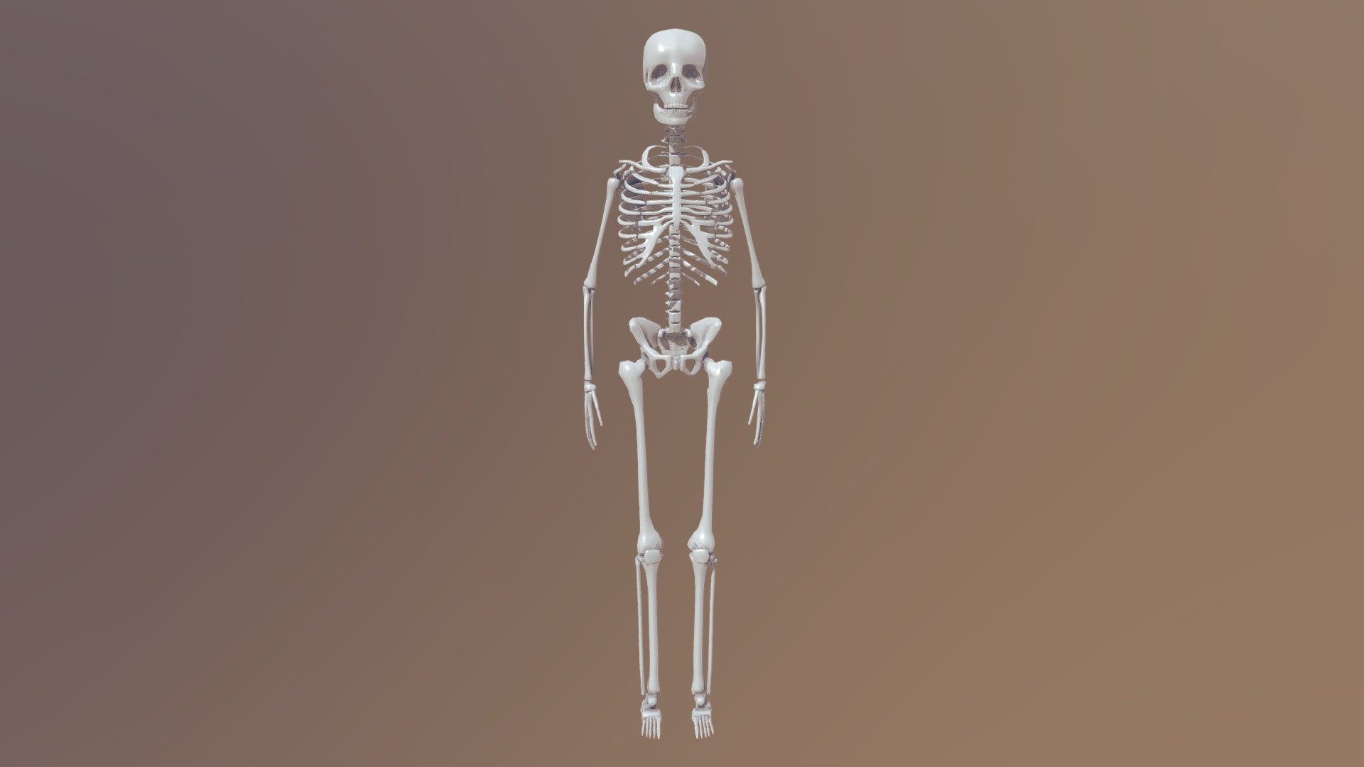 Human Skeleton - Download Free 3D model by Joseph Branderhorst ...