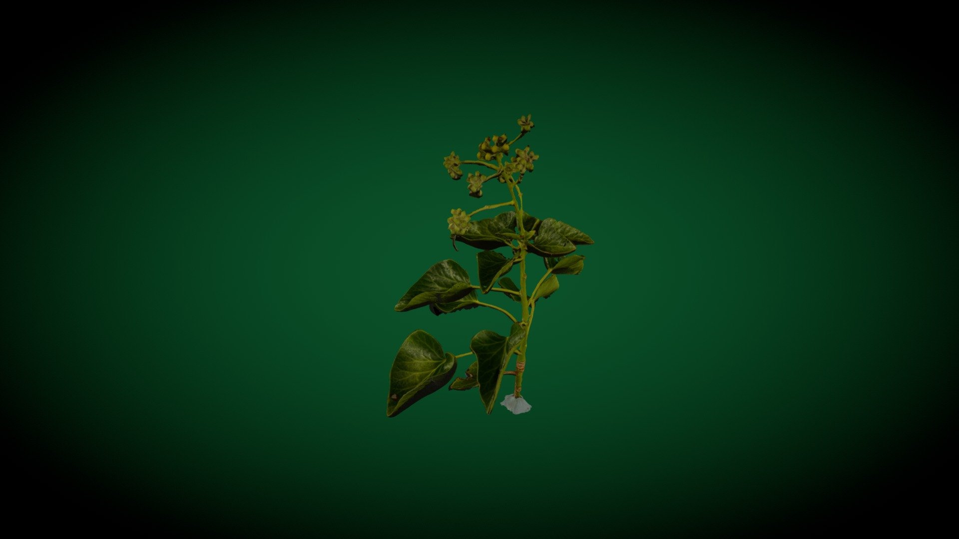 Ivy and flower - 3D model by richjonesphotog [db60590] - Sketchfab