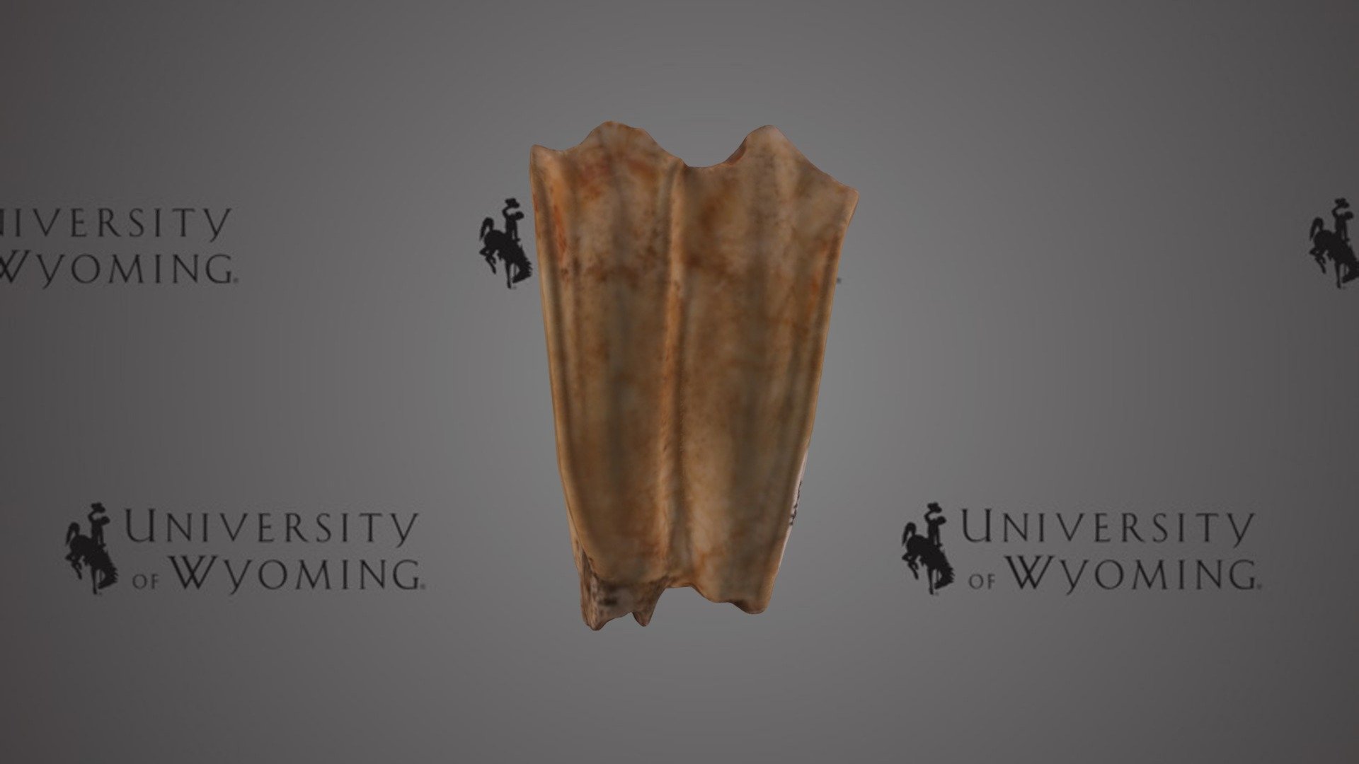 UW 4491 - Camelops hesternus, Tooth - Download Free 3D model by ...