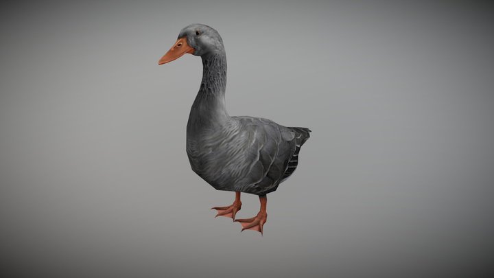 Duck 3D models - Sketchfab