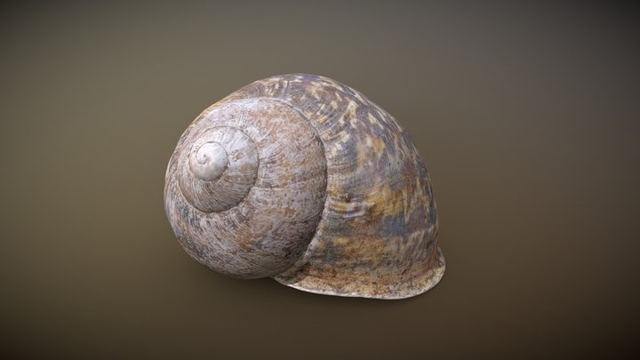 Shell 3D models - Sketchfab