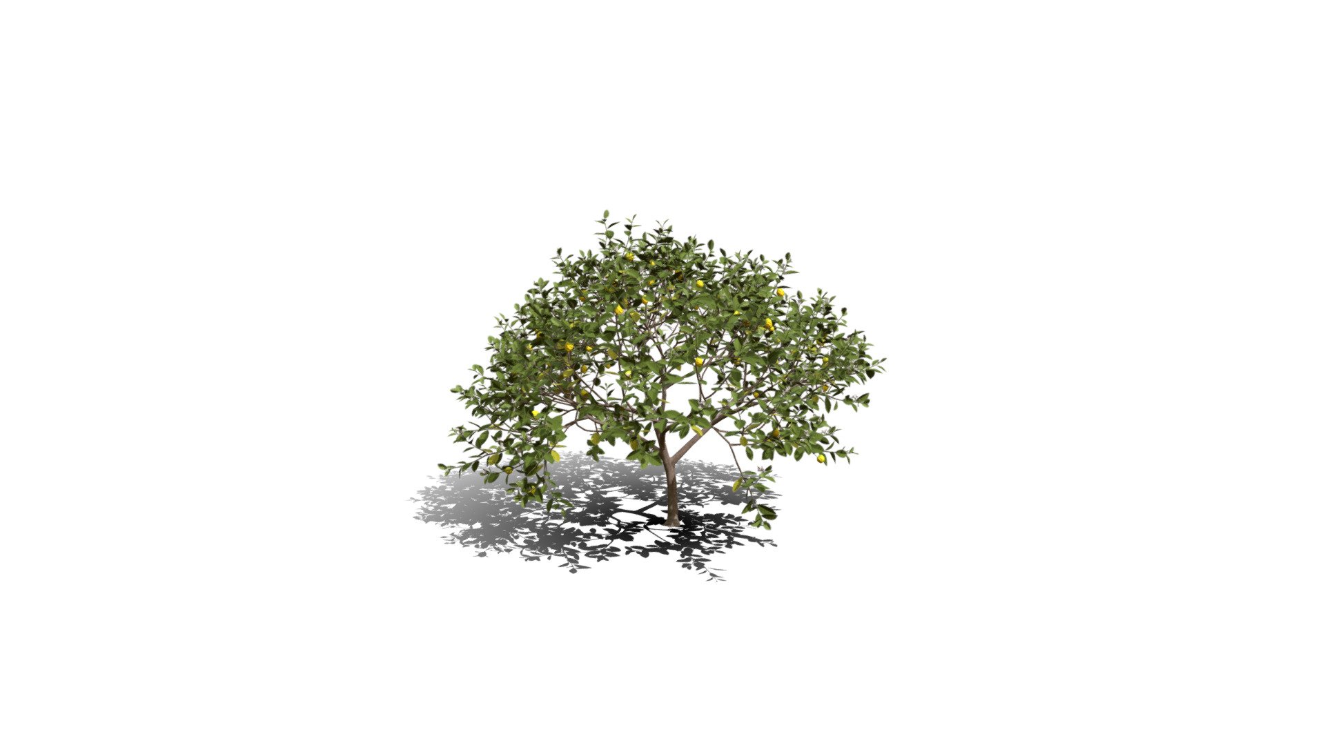 Realistic HD Lemon tree (6/30) - Download Free 3D model by PlantCatalog ...
