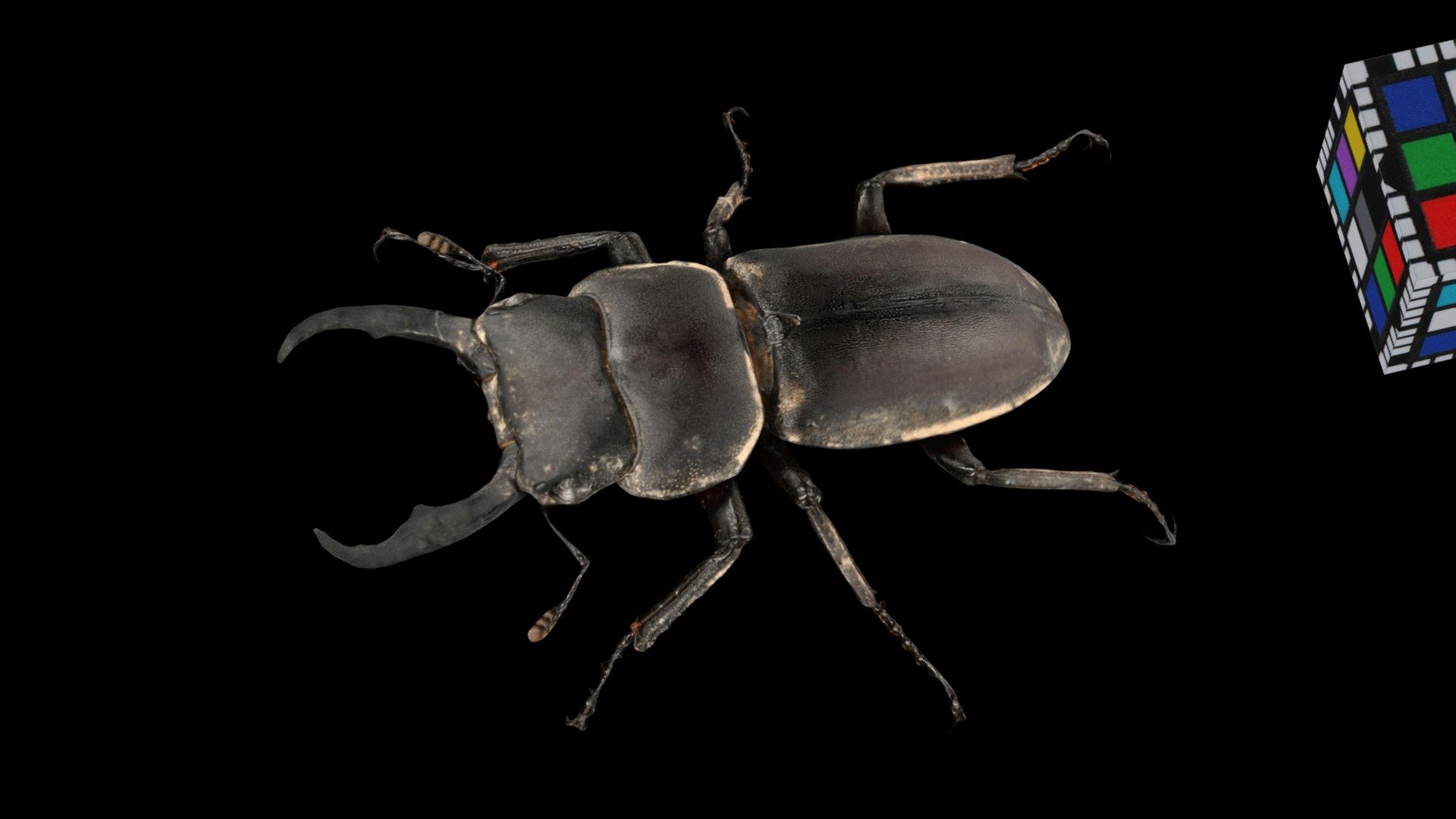 コクワガタ ♂M Little Stag Beetle, Dorcus rectus - Download Free 3D model by ...
