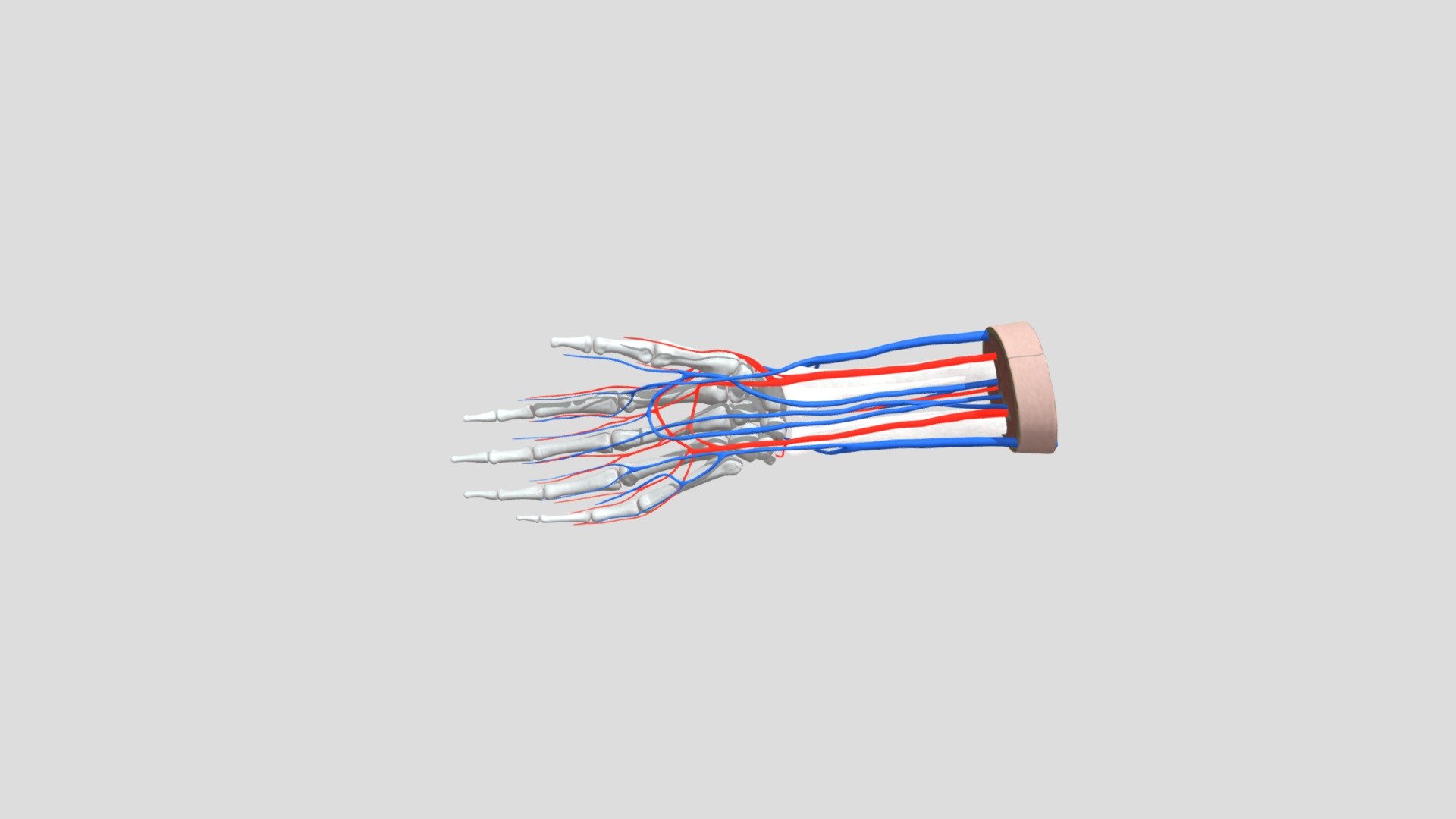 Rt Arm Vessels with bones - 3D model by sunnyboy2002 [db75e2b] - Sketchfab