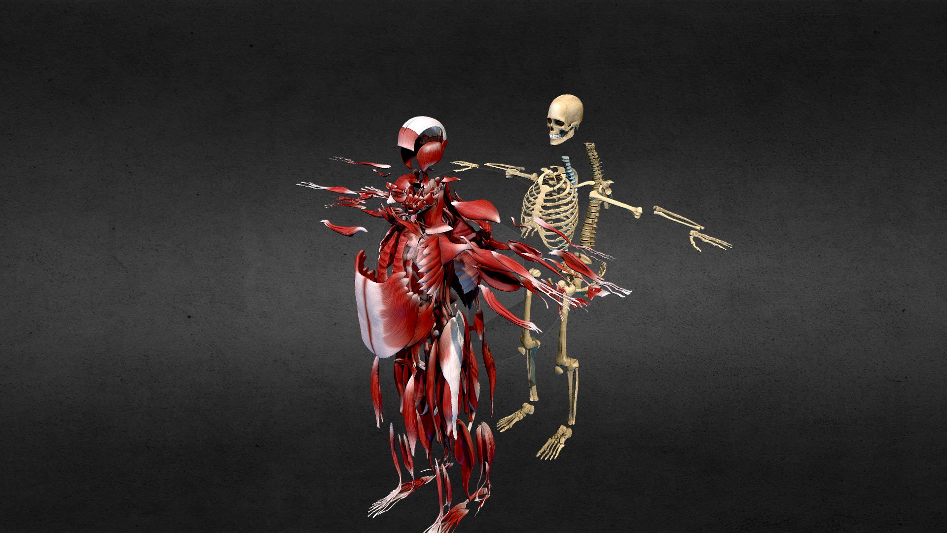 Muscles and Bones Anatomy body Animation - Buy Royalty Free 3D model by ...