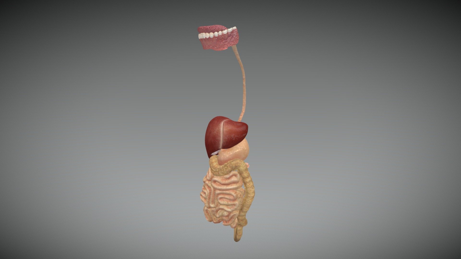 DIGESTIVE SYSTEM - Buy Royalty Free 3D model by Marco_Romero ...