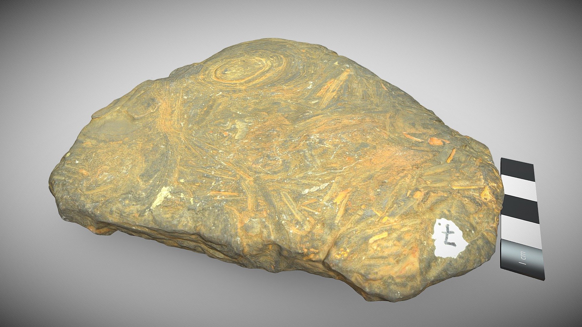 Stromatolites - 3D model by UQ School of Earth and Environmental ...