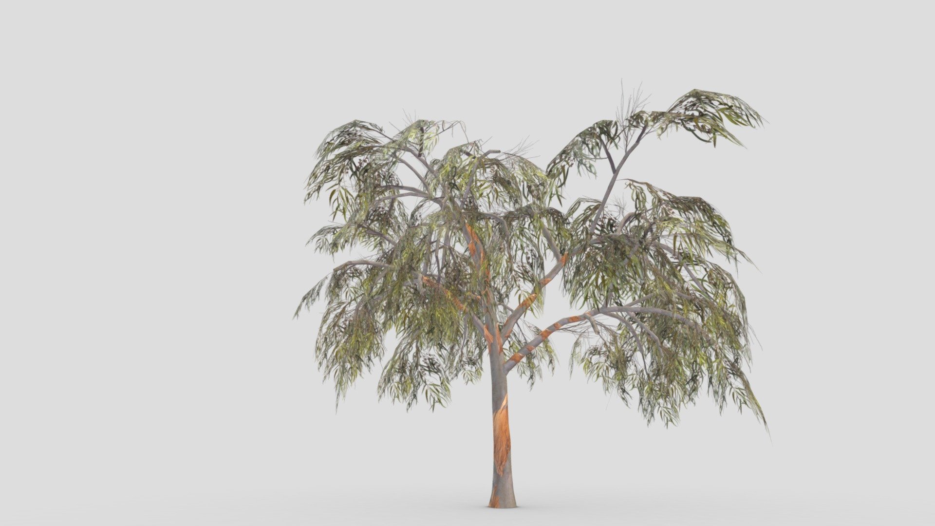 Eucalyptus Tree- 01 - Buy Royalty Free 3D model by ASMA3D [db8361e ...