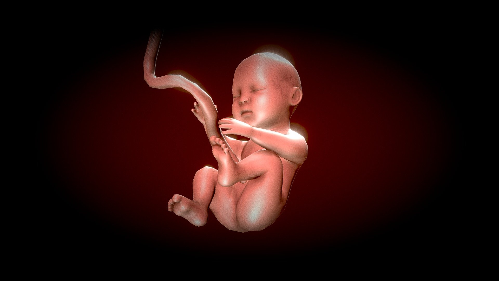 Human Fetus/ Stages of fetal development - Buy Royalty Free 3D model by arloopa [db86ba9 ...