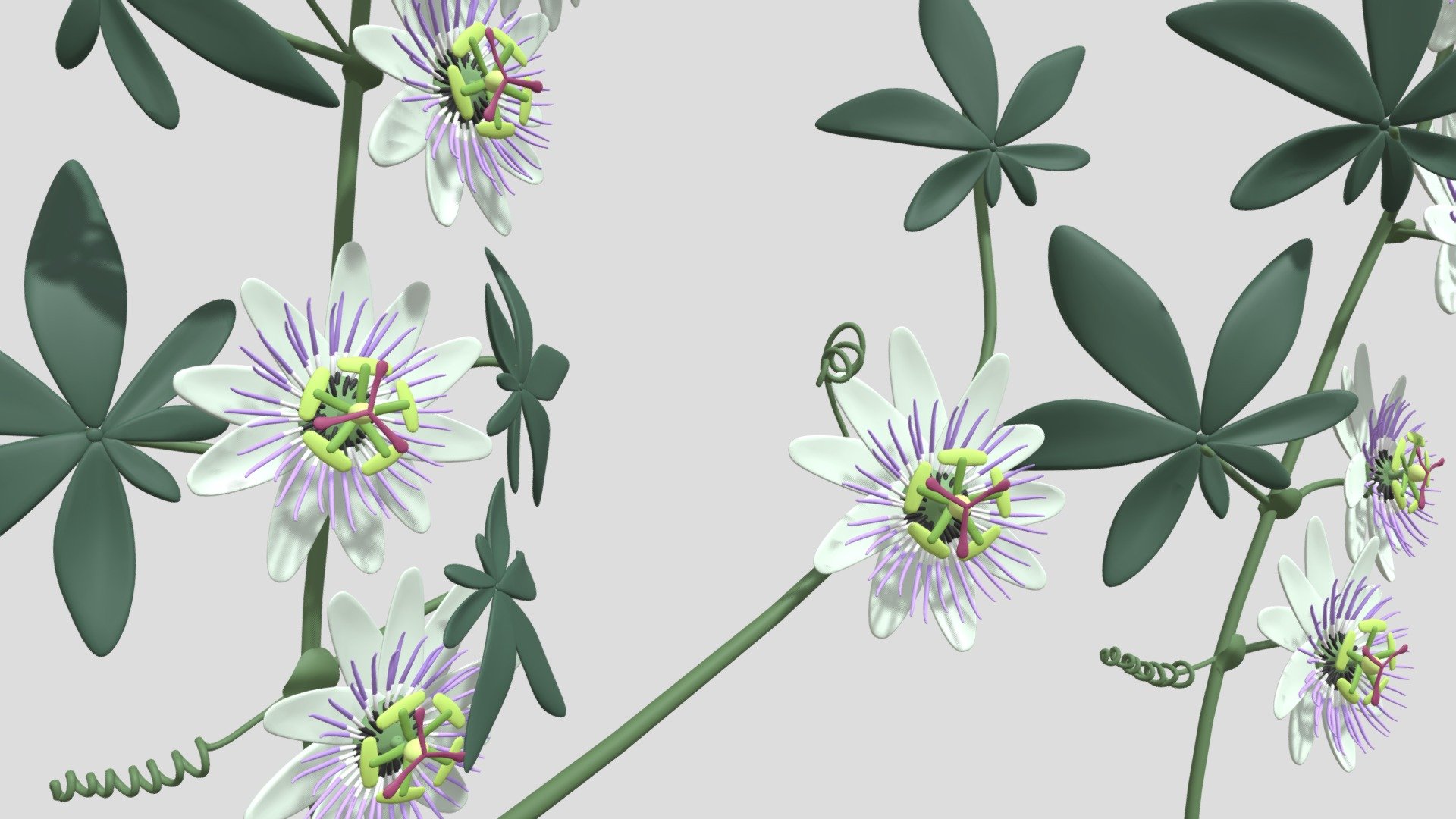 Mburucuya (Passiflora caerulea) - Download Free 3D model by dinda ...