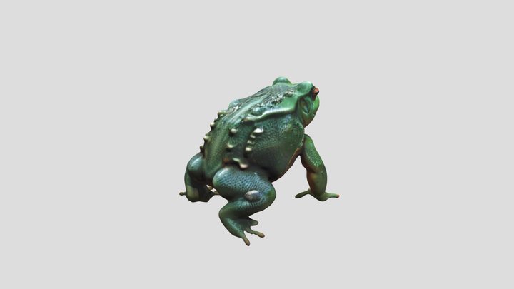 Toad 3D models - Sketchfab