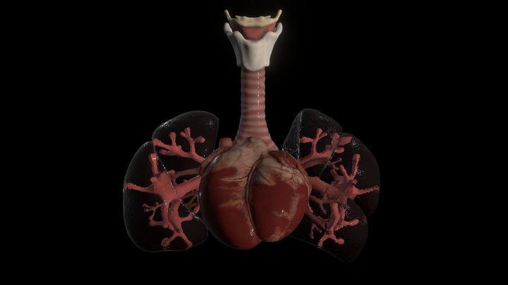 Aorta 3D models - Sketchfab