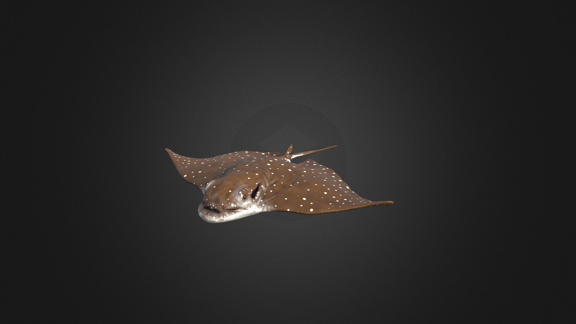 Eagle Ray - Buy Royalty Free 3D model by Rifat3D [db92dcd] - Sketchfab ...