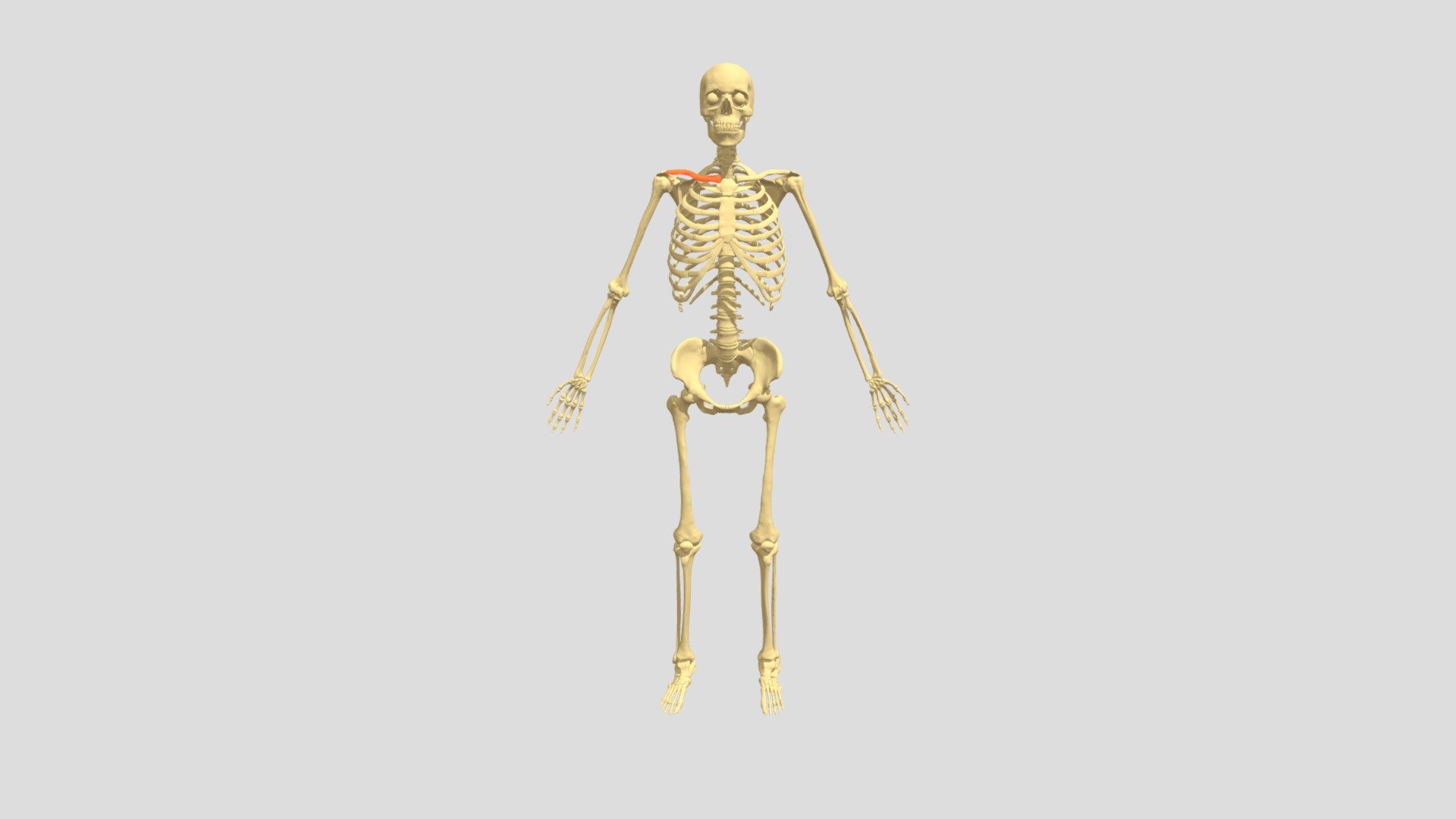 1 = red structure - 3D model by John A Burns School of Medicine ...