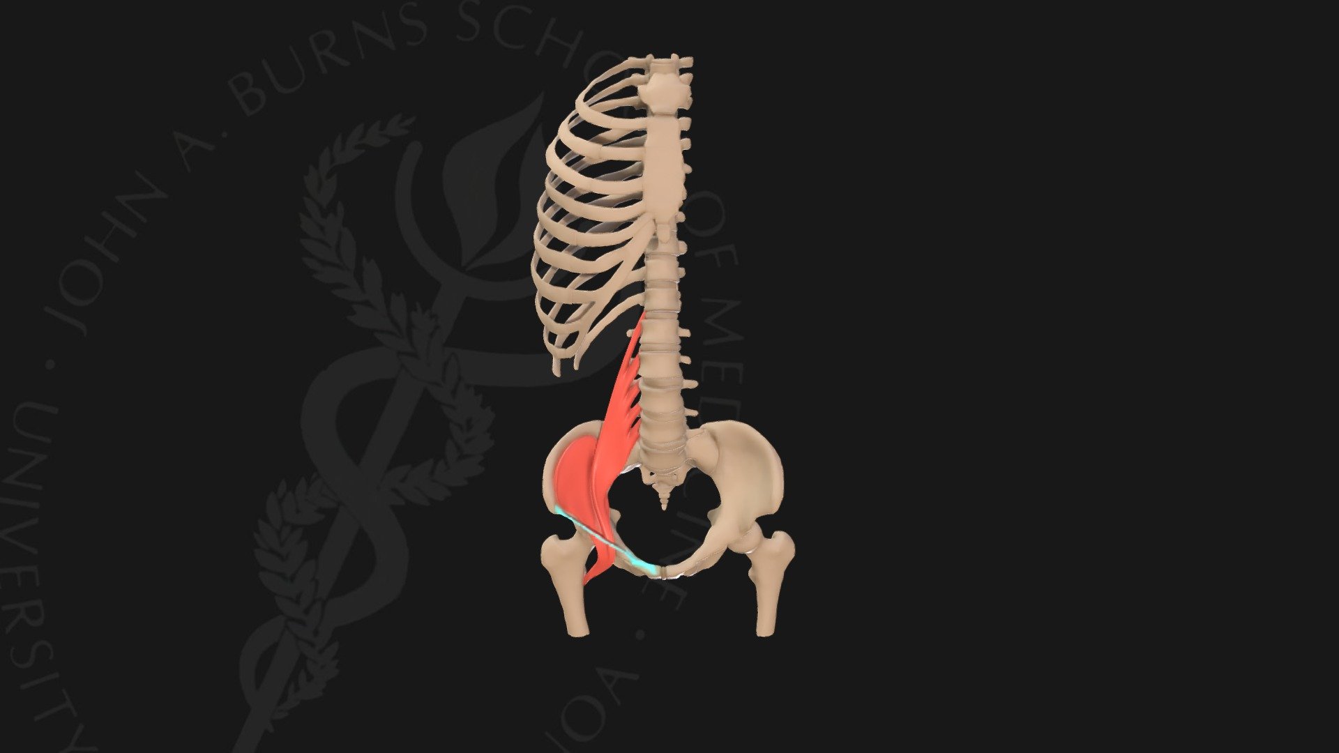 Iliopsoas - 3D model by John A Burns School of Medicine (@jabsom ...