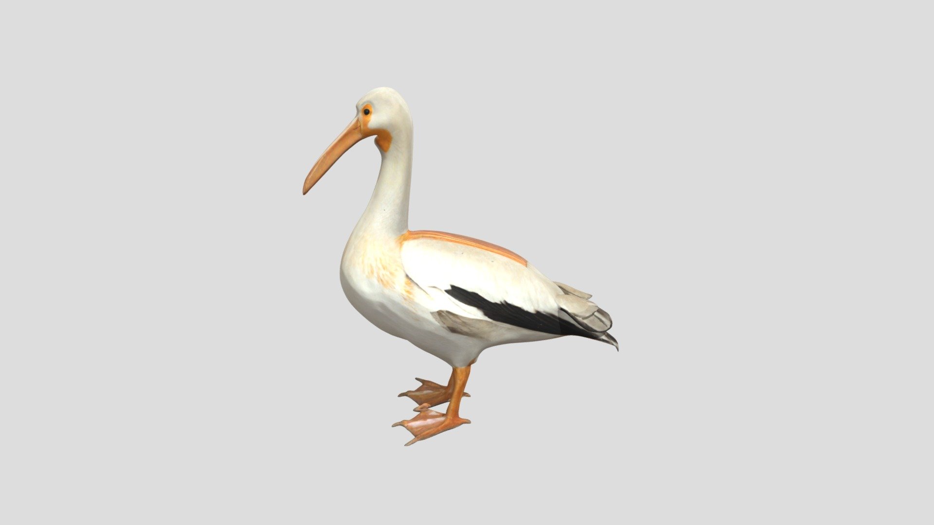 pelikan pelican - Download Free 3D model by wasis007 [dba2ea5] - Sketchfab