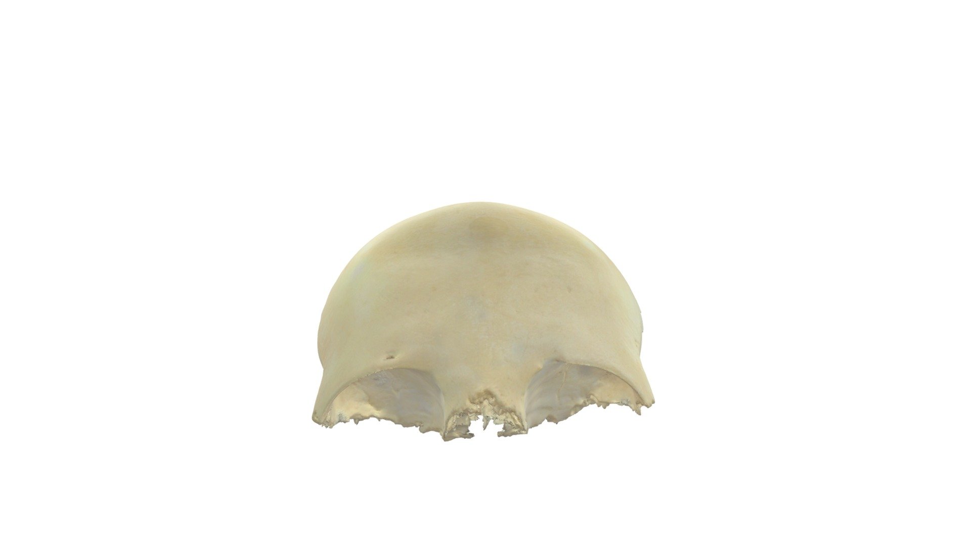 Os Frontale - leeg - 3D model by Universiteit Antwerpen (@marjanmaldoy ...