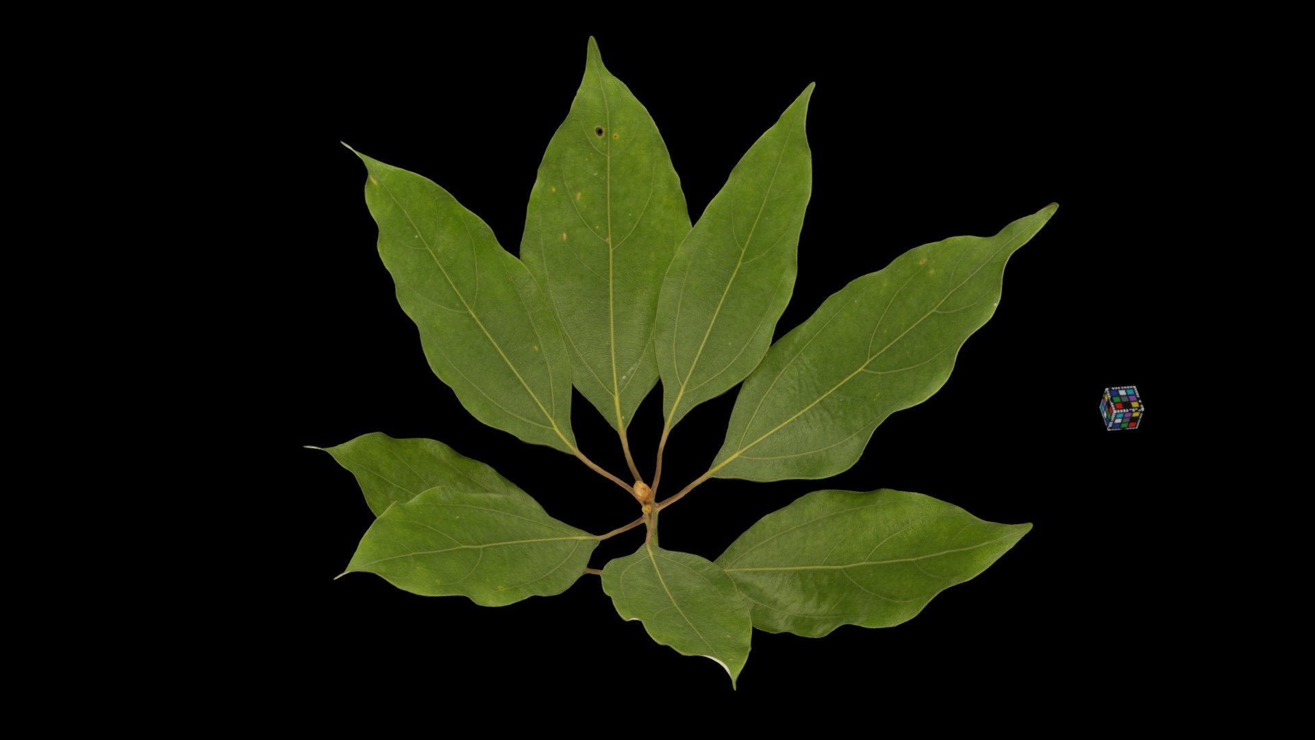 シロダモ Japanese Silver Tree, Neolitsea sericea - Download Free 3D model ...