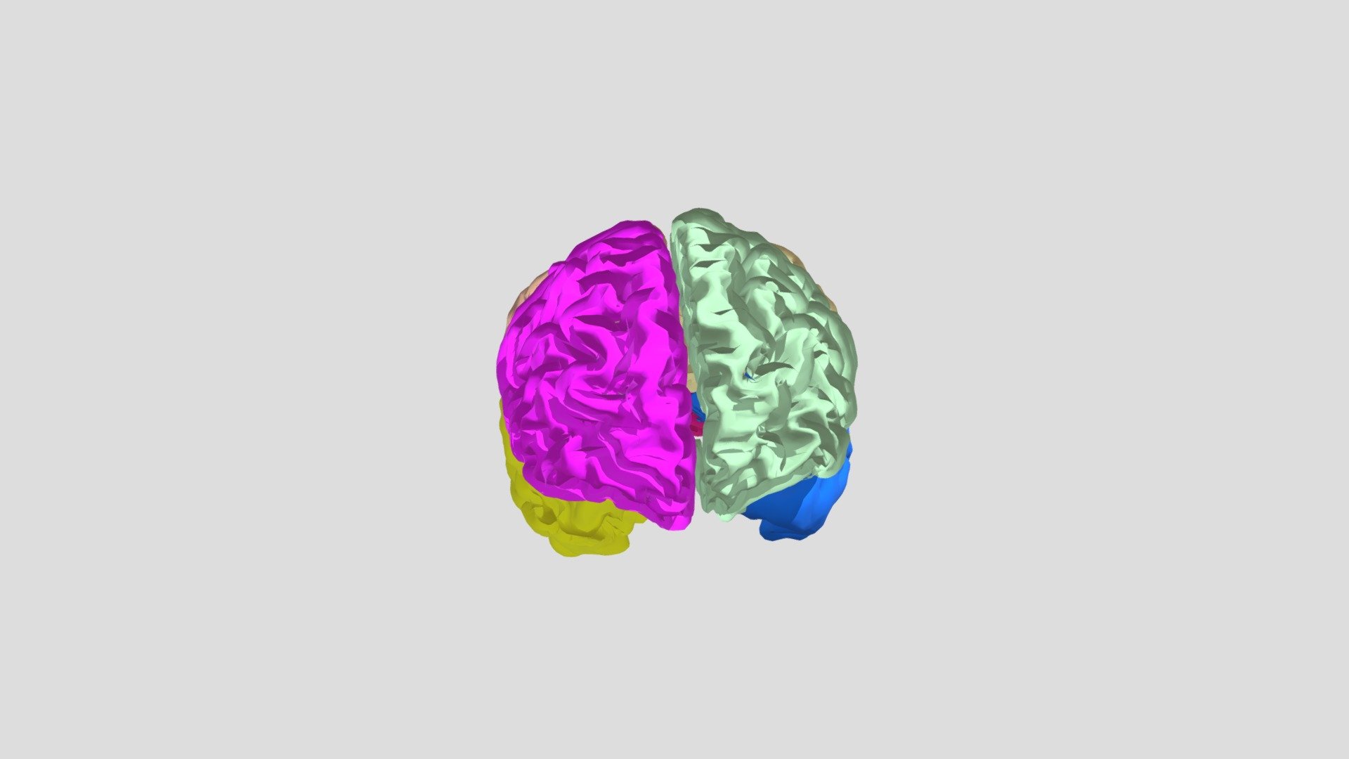Brain lobes - 3D model by gyozo.cz [dbac688] - Sketchfab