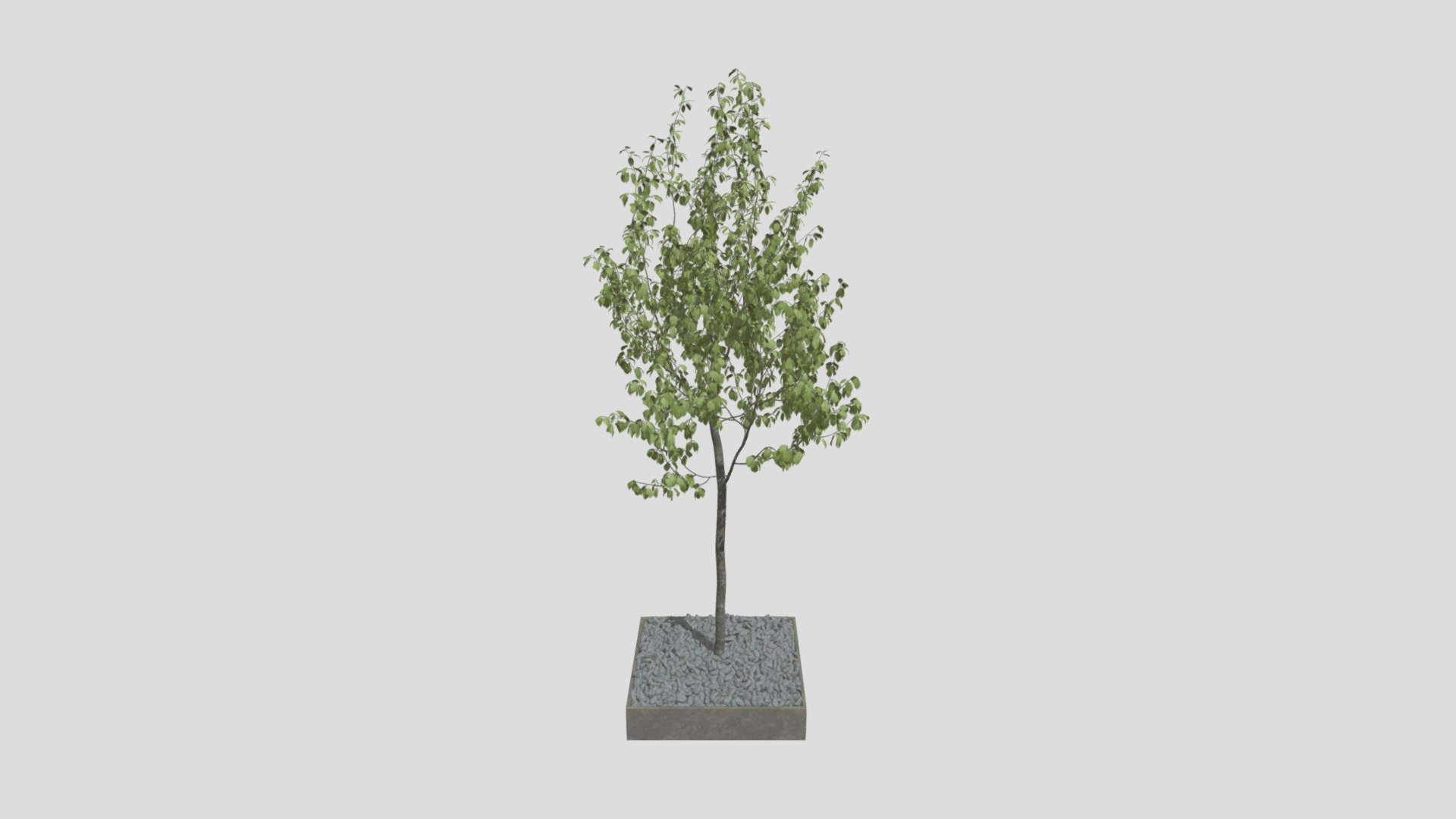 tree 30 AM207 Archmodel - Buy Royalty Free 3D model by Evermotion ...