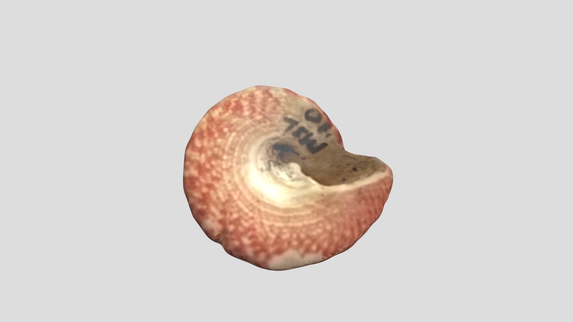 Trochus sp. - 3D model by rin209 [dbaf589] - Sketchfab