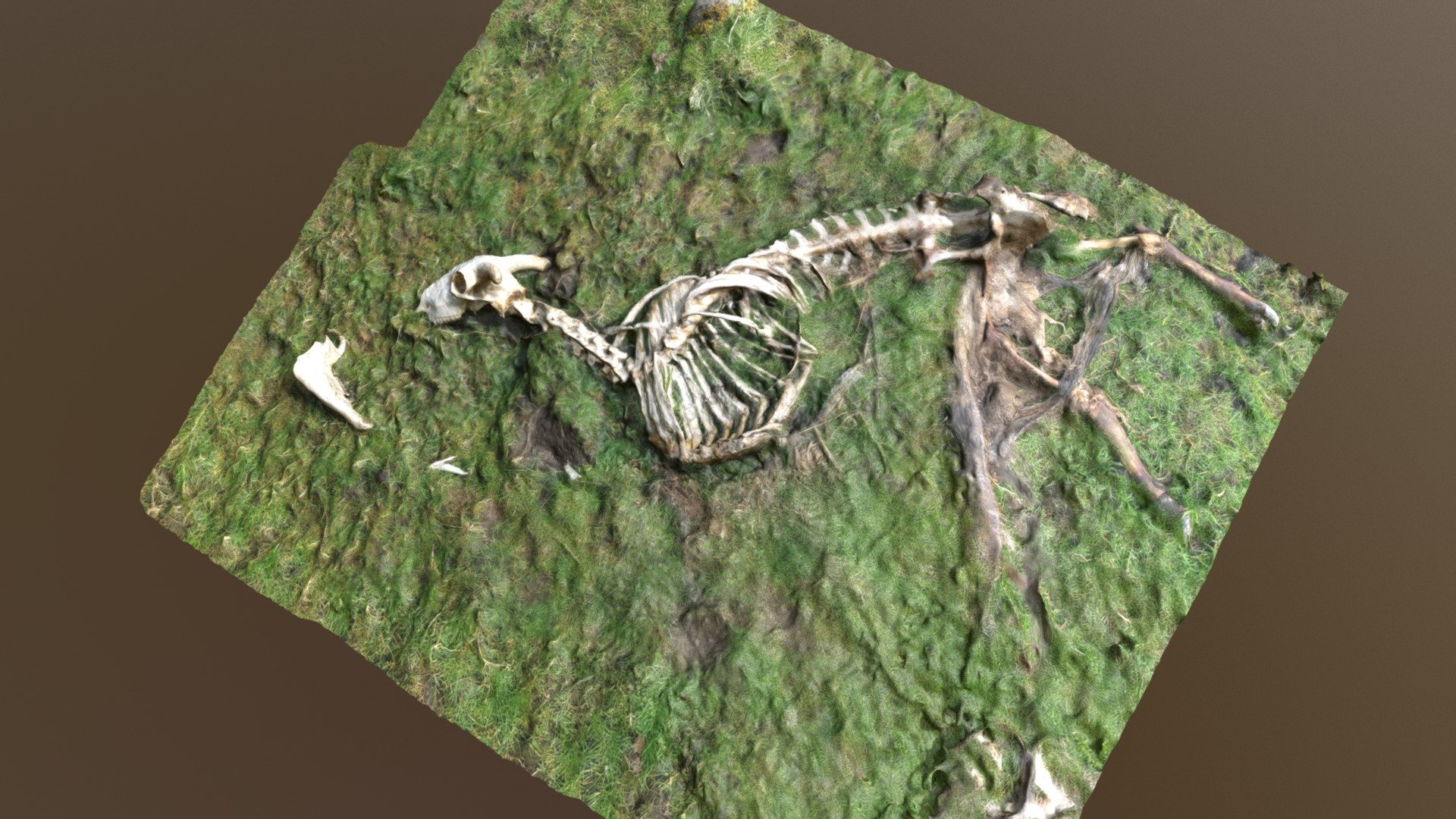 Sheep Carcass - Download Free 3D model by PeterFalkingham ...