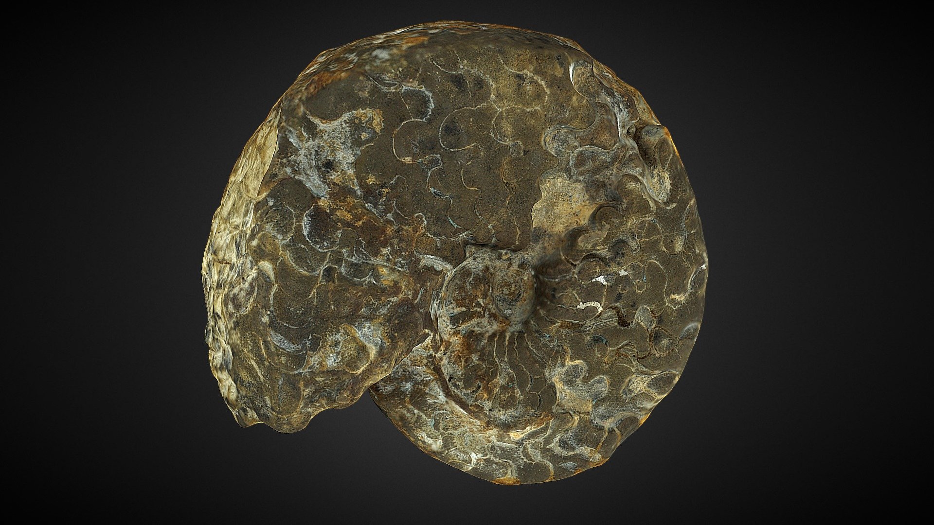 Ceratites sp. - 3D model by paleontologiaudec [dbb37c8] - Sketchfab