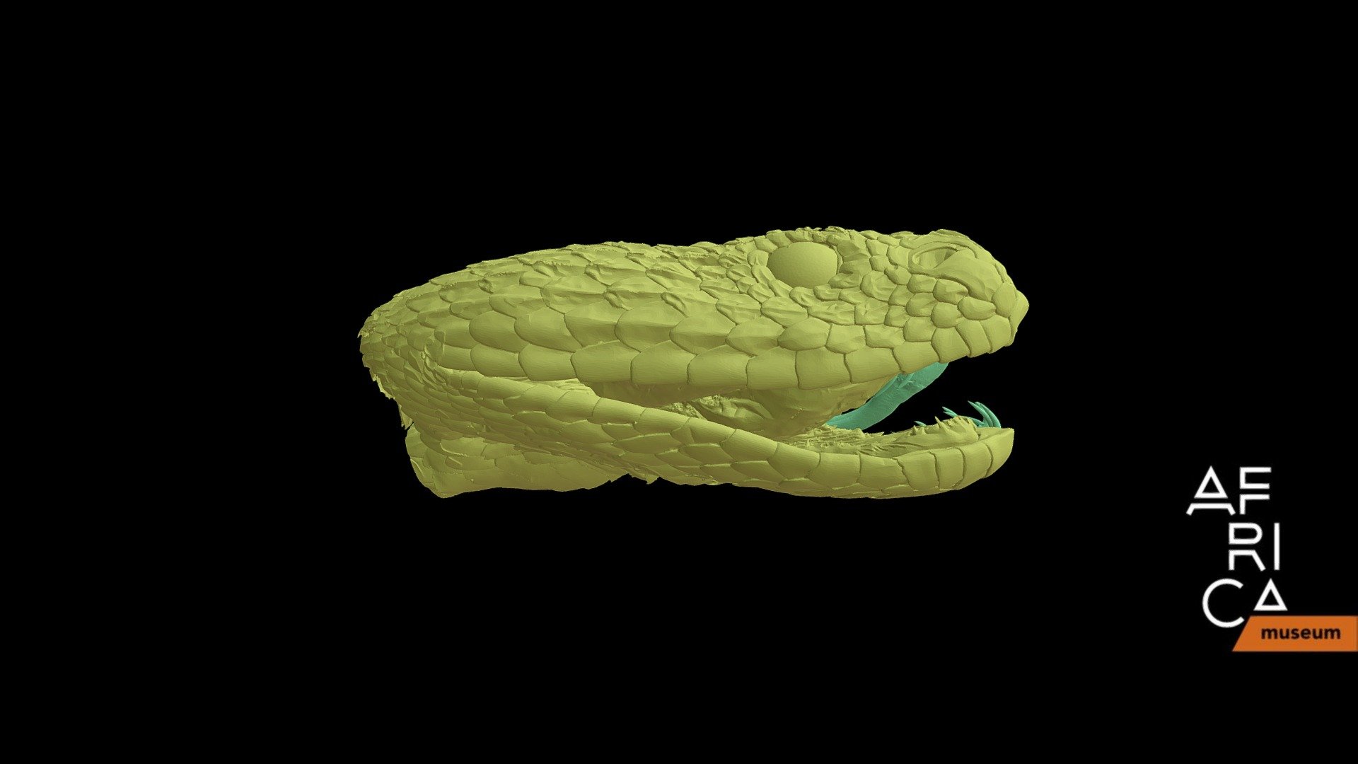Bitis arietans skin and bones - 3D model by Royal Museum for Central ...