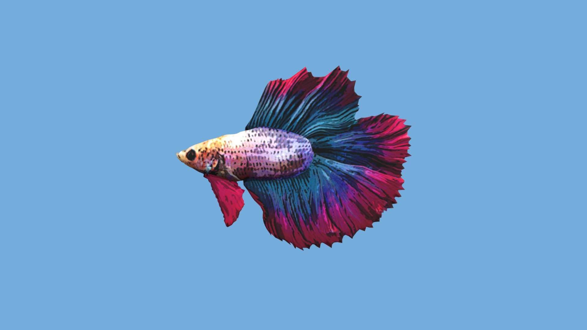 Betta fish - 3D model by H4b (@poly.gon) [dbb66a4] - Sketchfab