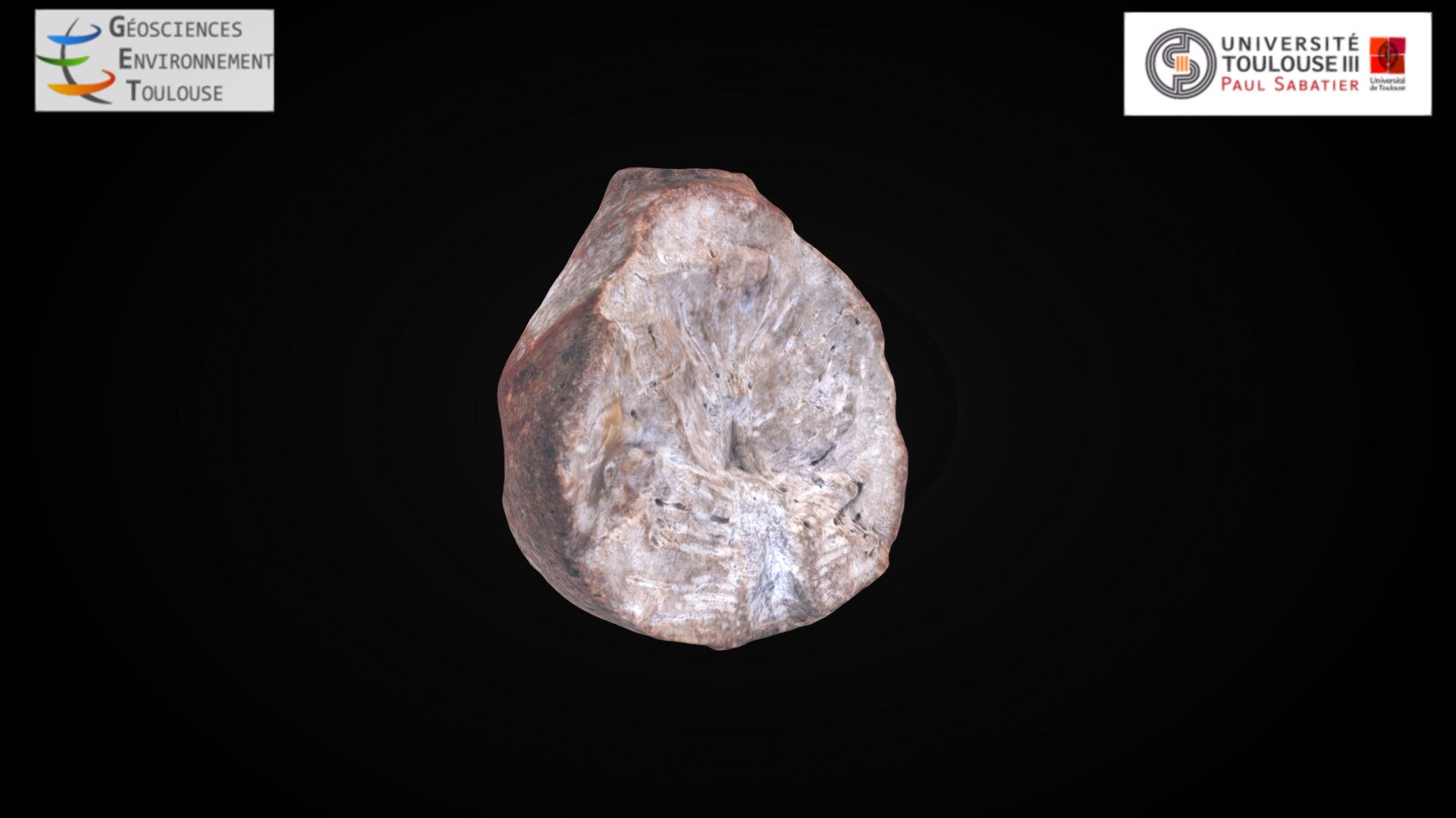 Siphonia - Download Free 3D model by Marc de RAFELIS (@derafelis ...